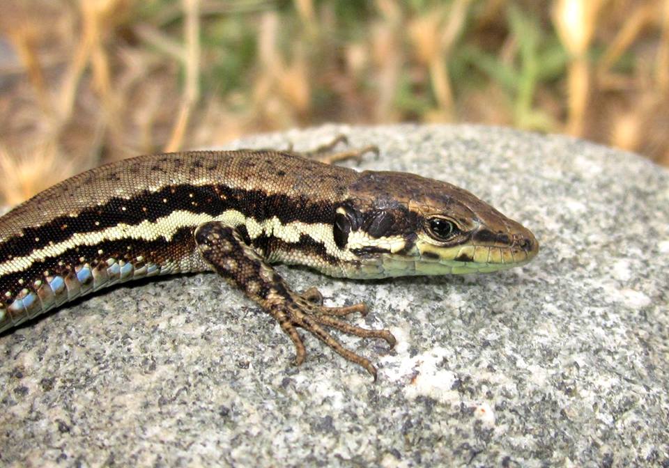 Ερπετά και αμφίβια της Κύπρου - Reptiles and amphibians of Cyprus by ...