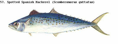 IKAN TENGGIRI ~ MERAHMATA FISHING