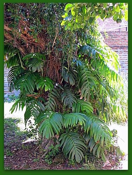 Cultura Guaraní: Filodendro paraguayo, "Güembé"