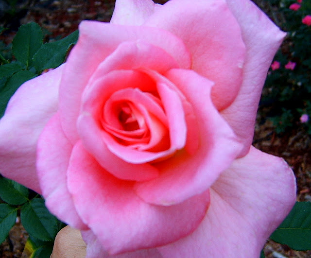 Alabama Rose and Flower Garden from a Non-Green Thumb: Rose of the Week ...