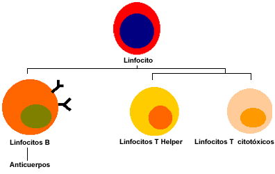 Inmunología 03: Grupo 4: Linfocitos T