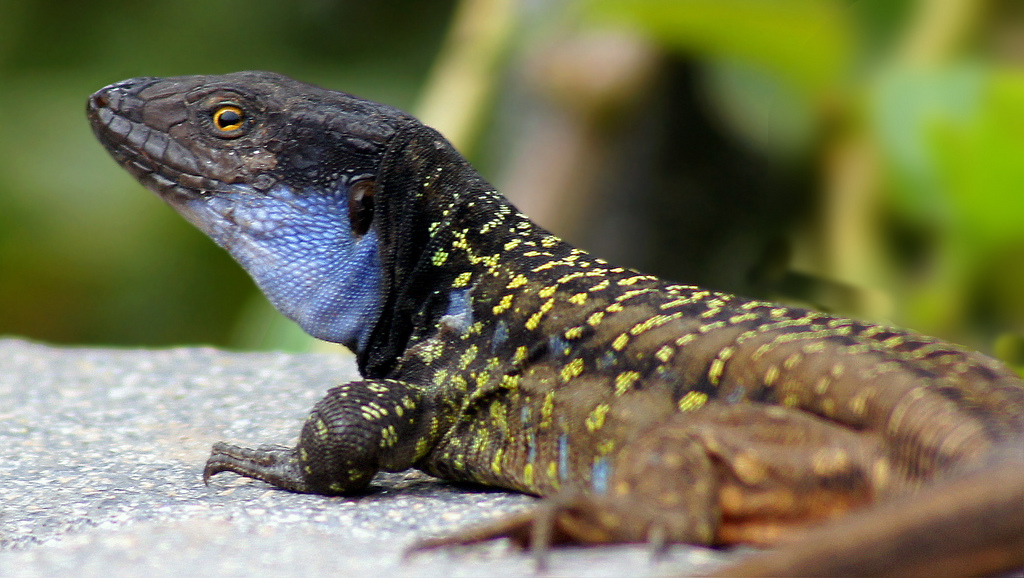 Scincomorpha - True Lizard