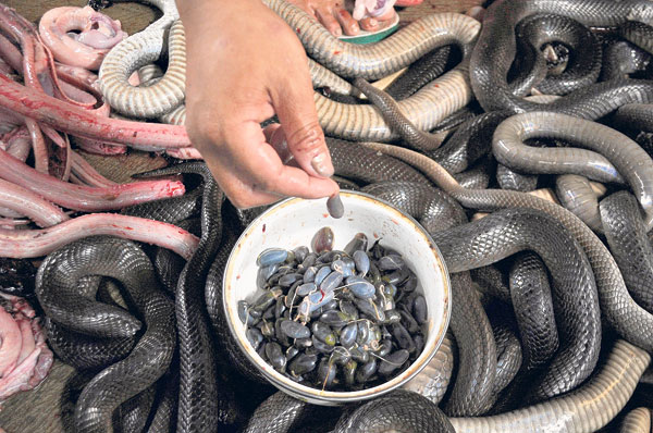 Melapah ular tedung untuk dijual di Bantul ~ seribupilihan