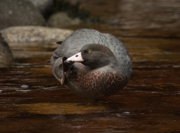 Pol's Nature Photography: New Zealand blue duck