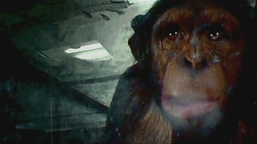 That F'ing Monkey: 28 Days Later