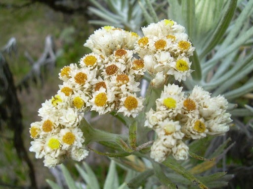 Virena Gita Hapsari: Bunga Edelweis (Edelweis anaphalis javanica)