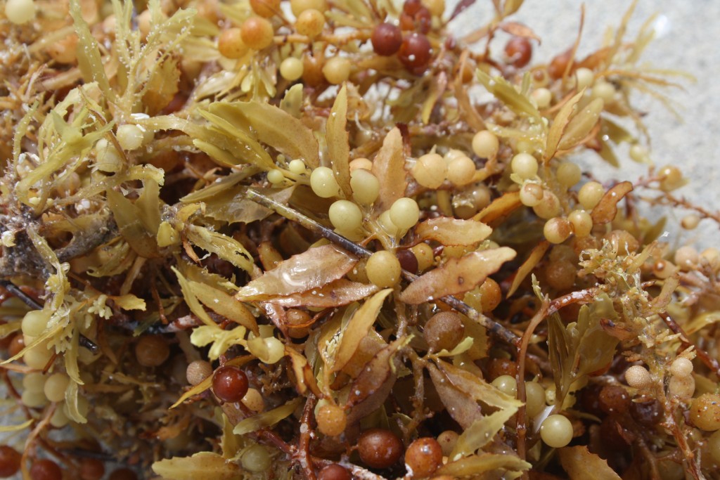 Seaweed Sargassum and Information You Should Know - Indonesia Seaweed ...