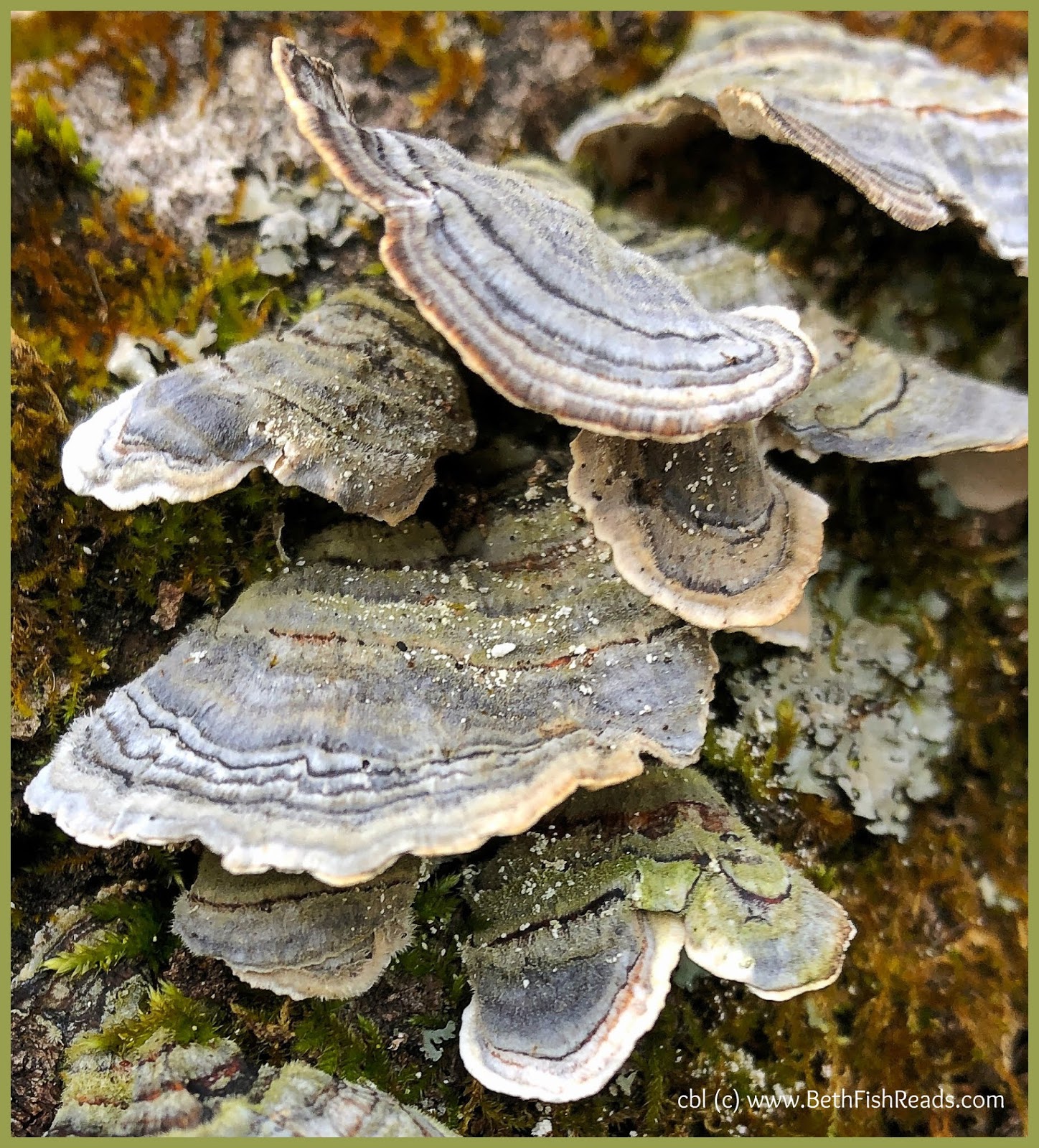 Beth Fish Reads: Wordless Wednesday 522