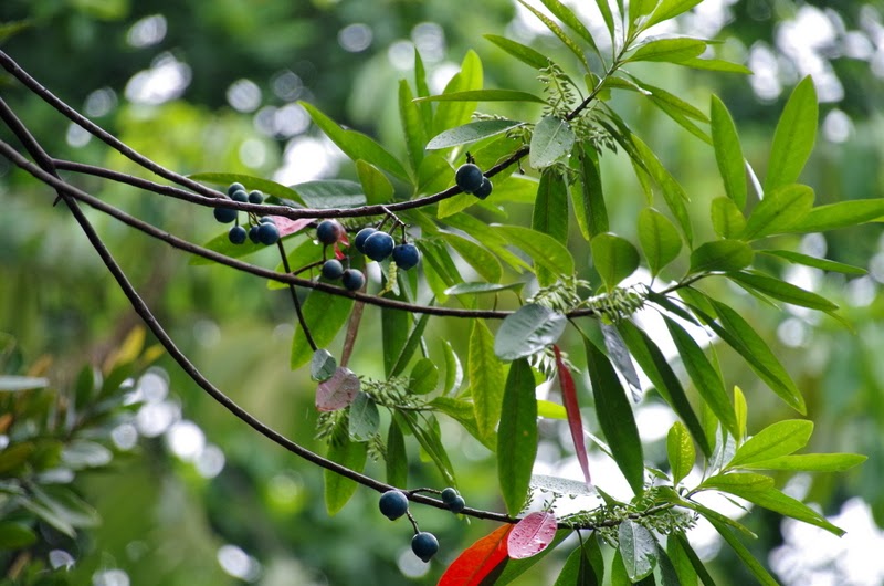 Trees and Plants: Blue Marble Tree (Elaeocarpus Angustifolius)