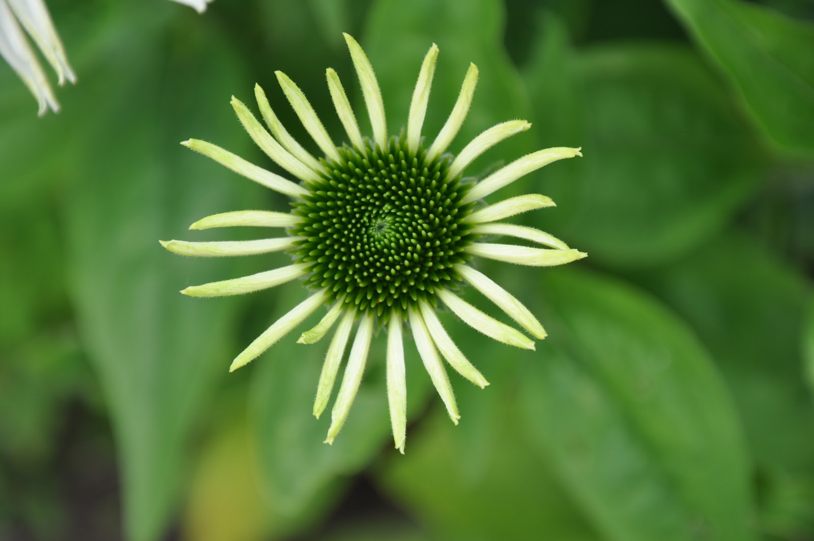 Bland blommor & blad: Vit solhatt