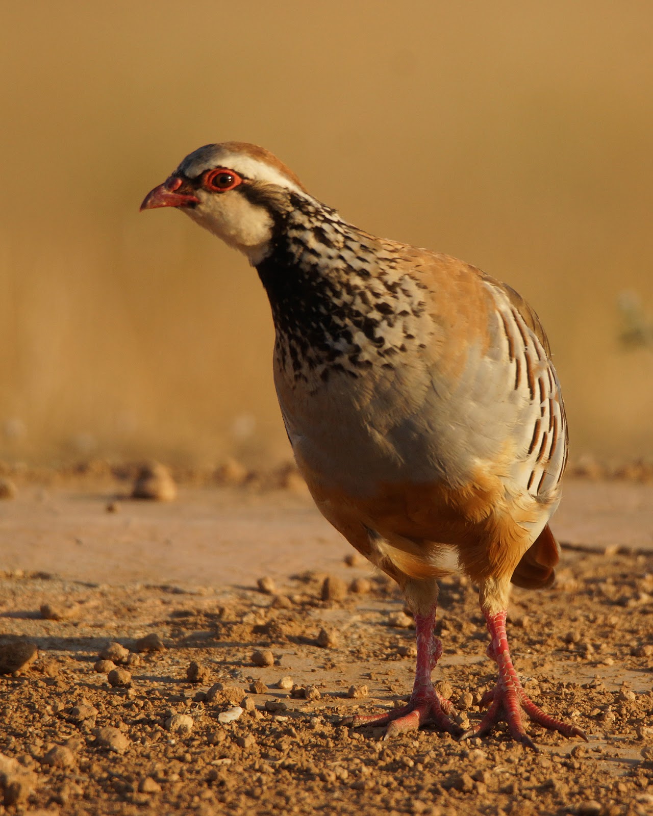 Pasión por las aves: Perdiz roja.(Alectoris rufa)