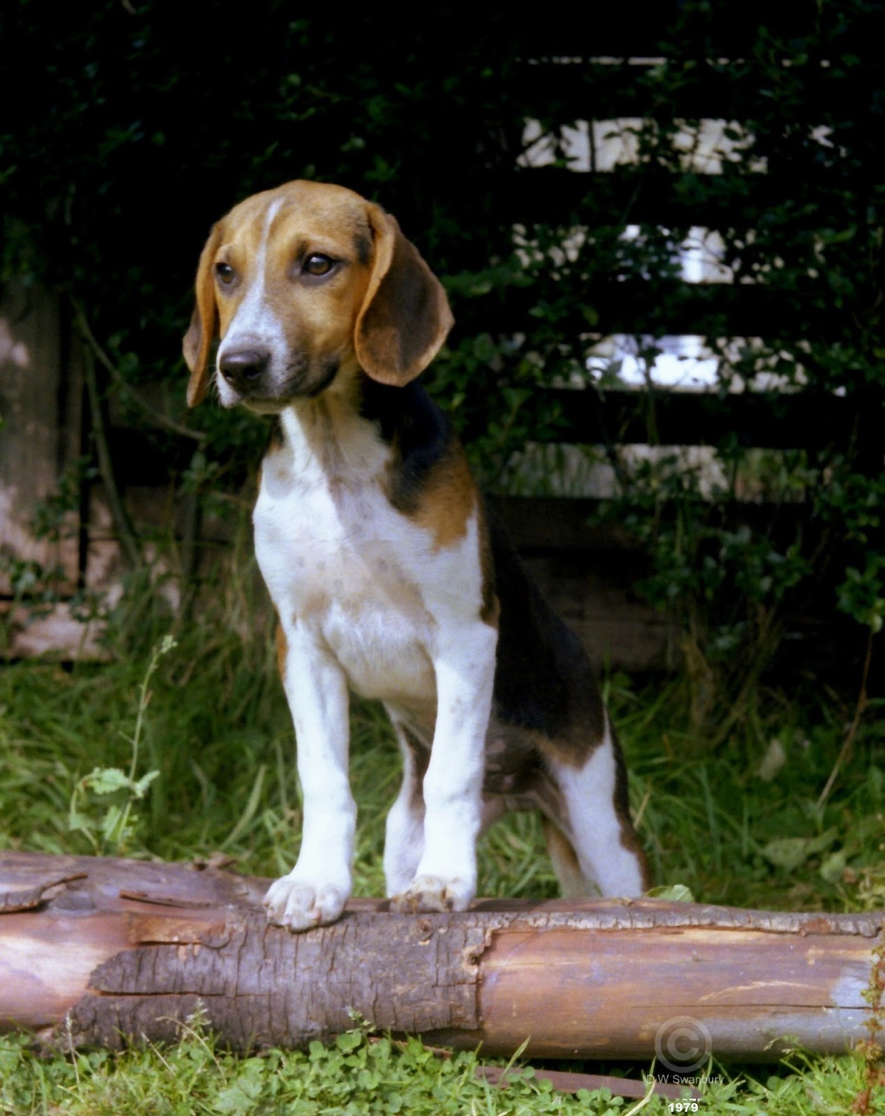 Colne Valley Beagles and other things of interest.: HUNTING ODDS AND ...