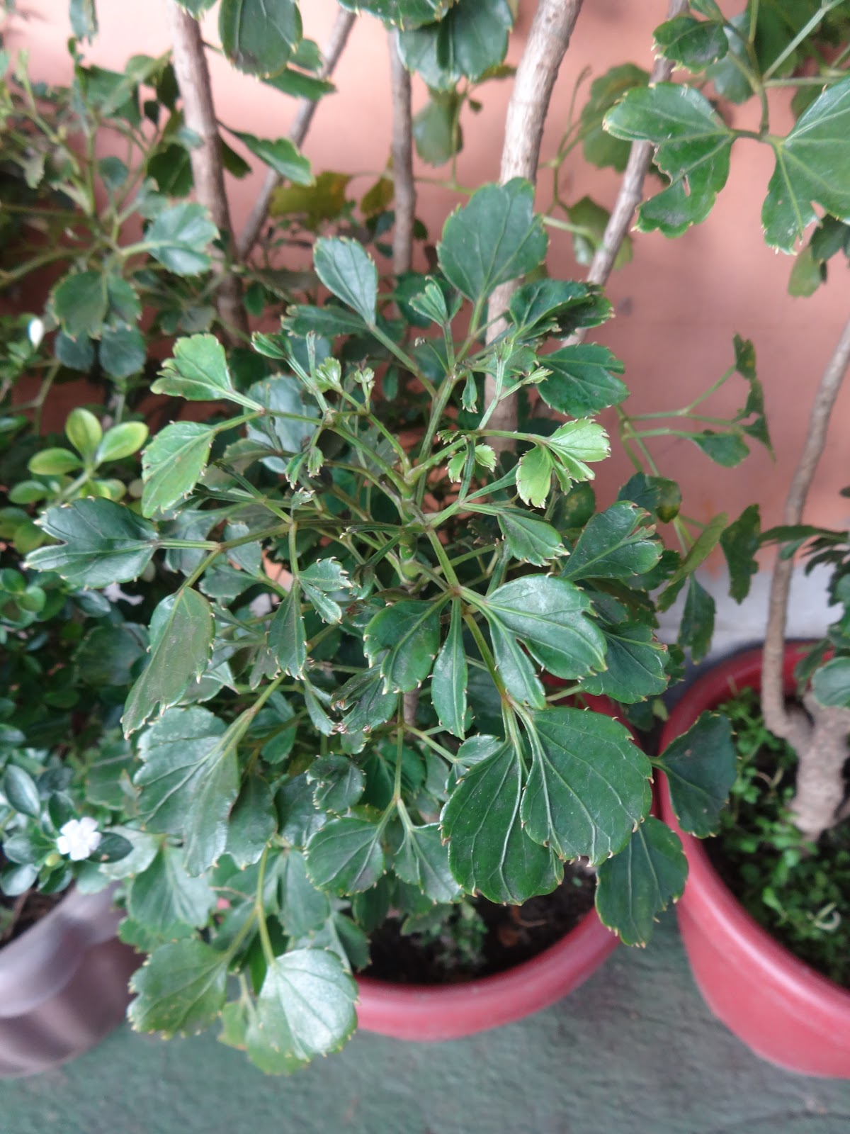 Herbs from Distant Lands: Polyscias fruiticosa - Ming Aralia, Polyscias ...