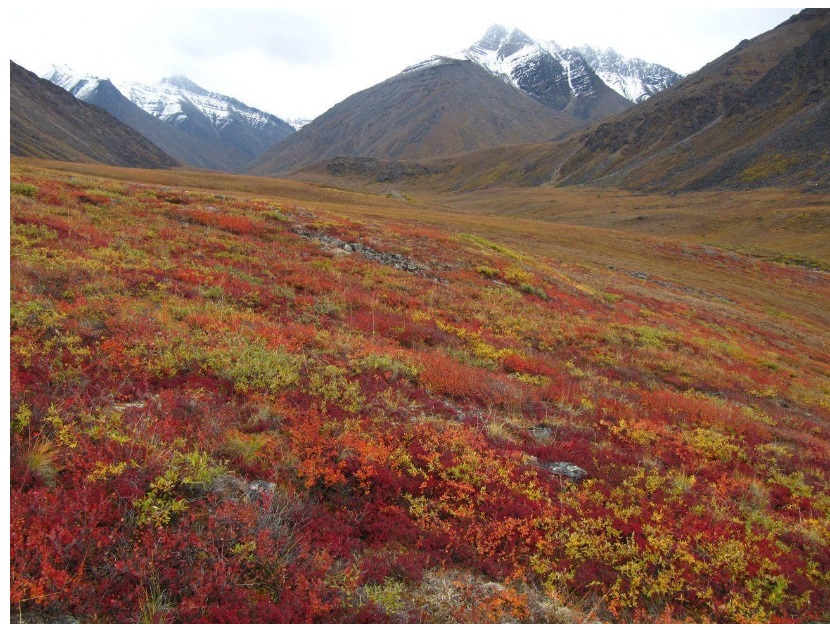 Blog do Prof. Osmar Fernandes: Tundra