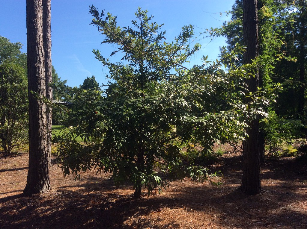 Nageia nagi - Asian bayberry care and cultivation | Travaldo's blog