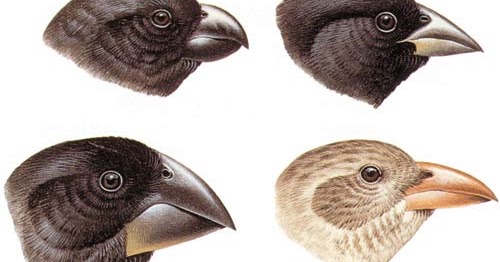 #138 Genetic variation | Biology Notes for A level