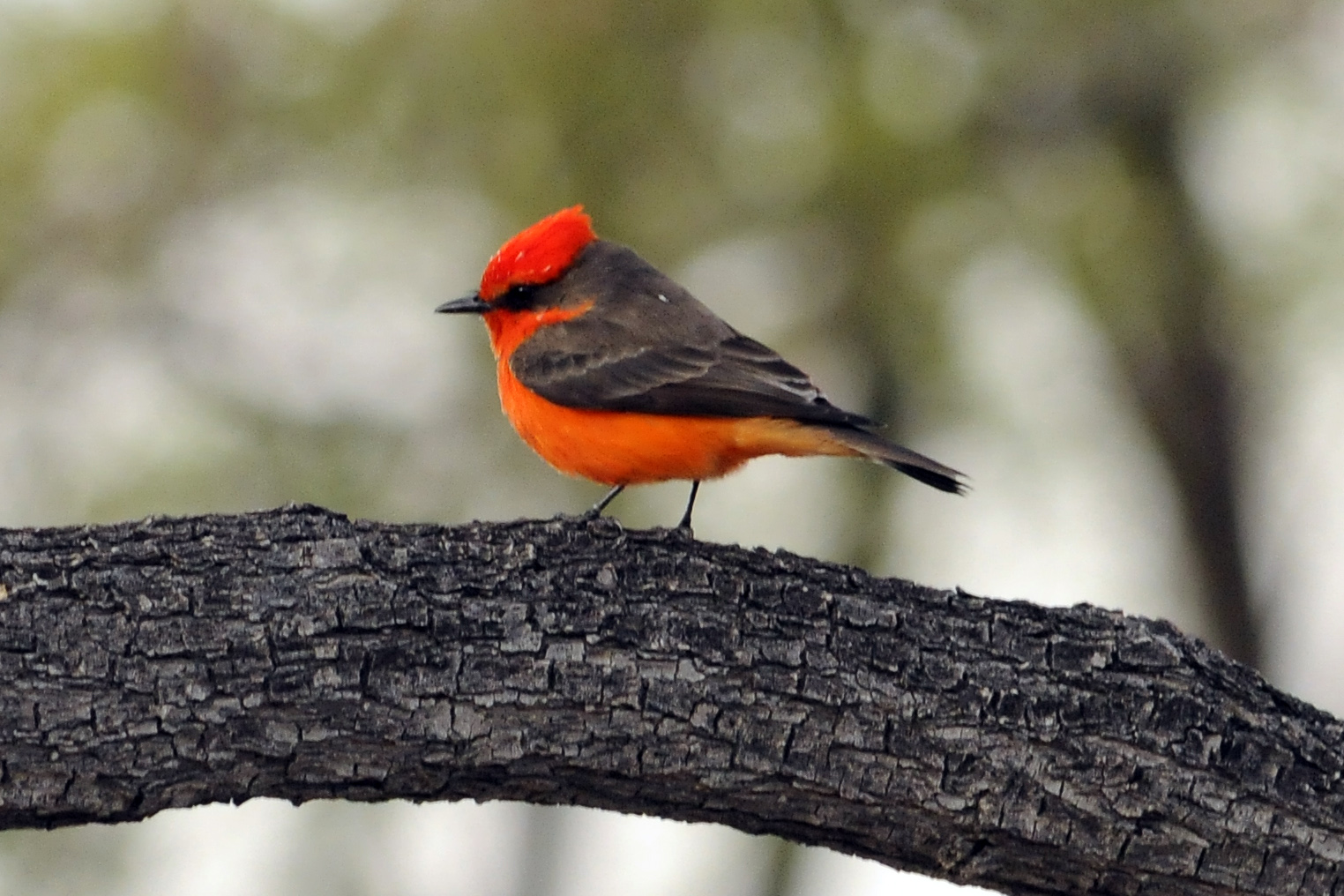 The Nature of Framingham: The Elusive Vermillion Flycatcher