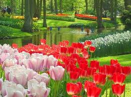 GAMBAR BUNGA: BUNGA TULIP