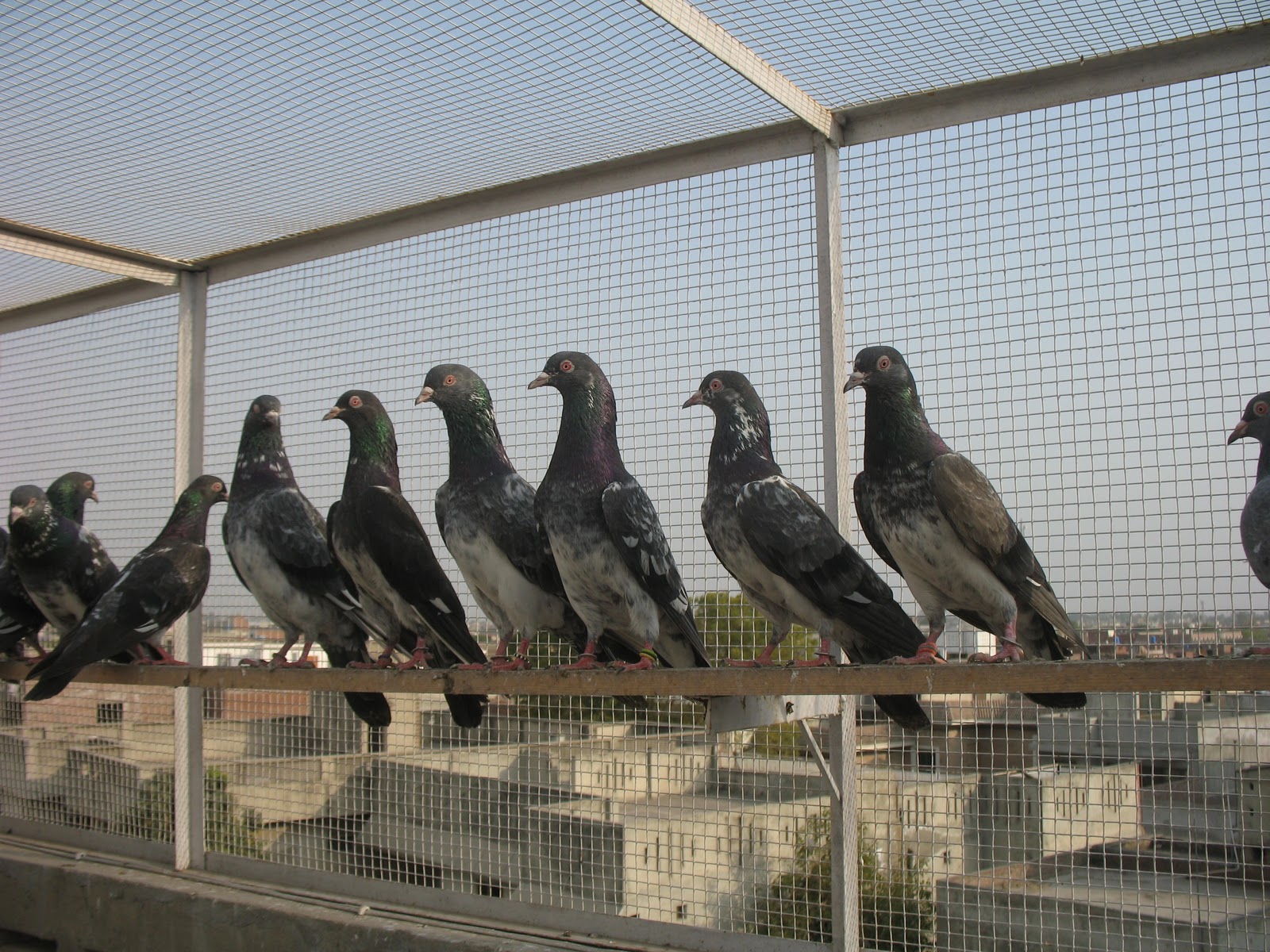 Pakistani Tipplers (Kabootar Baaz) | UK & USA Pigeons | Fancy Pigeons ...