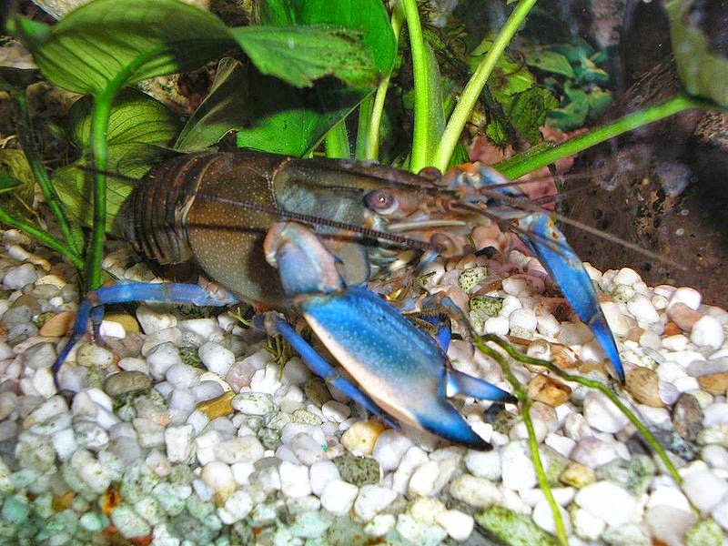 VISUAL DIARY: udang kara/udang ketak....crayfish...best nih.