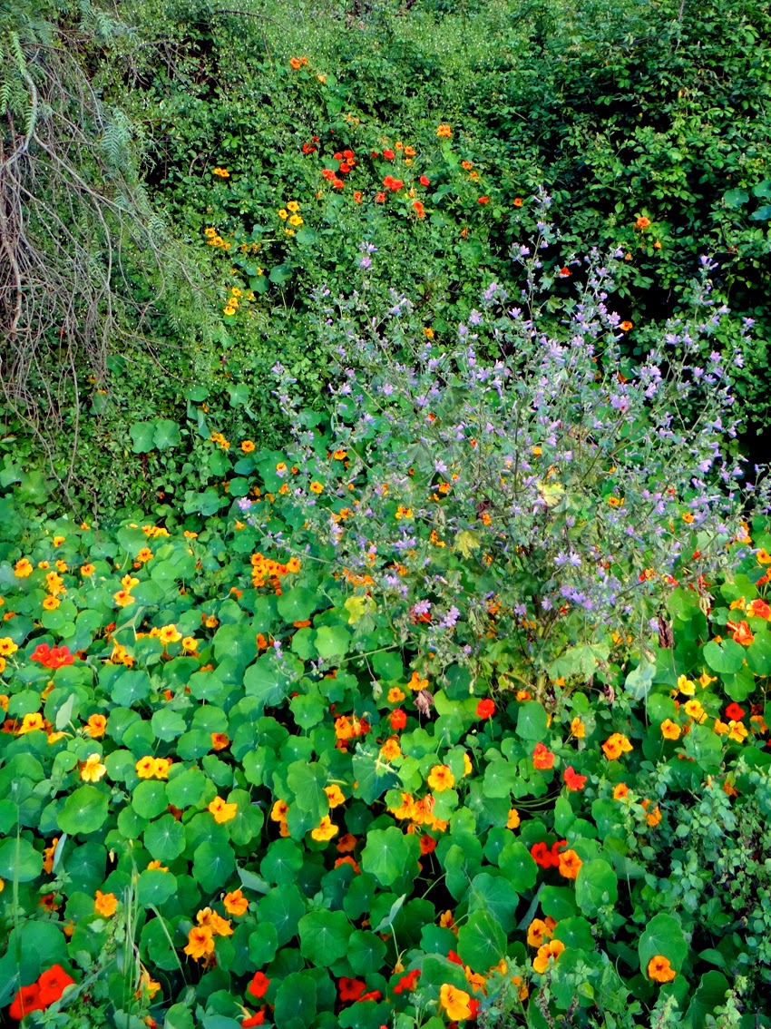 Blog de cheiros: Ruderal