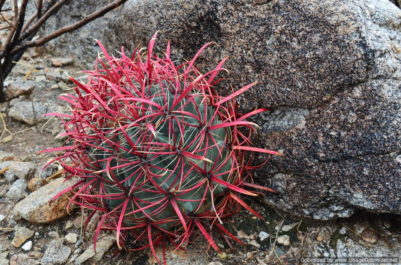 Barrel Cactus Part 2 ~ biology-glossary