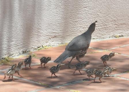 Living on Winchester Ranch: Another Family of Baby Quail