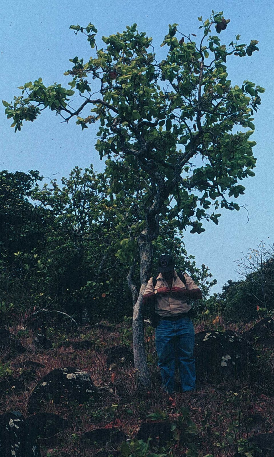 ECOSISTEMAS DE COSTA RICA: SABANA ARBUSTIVA