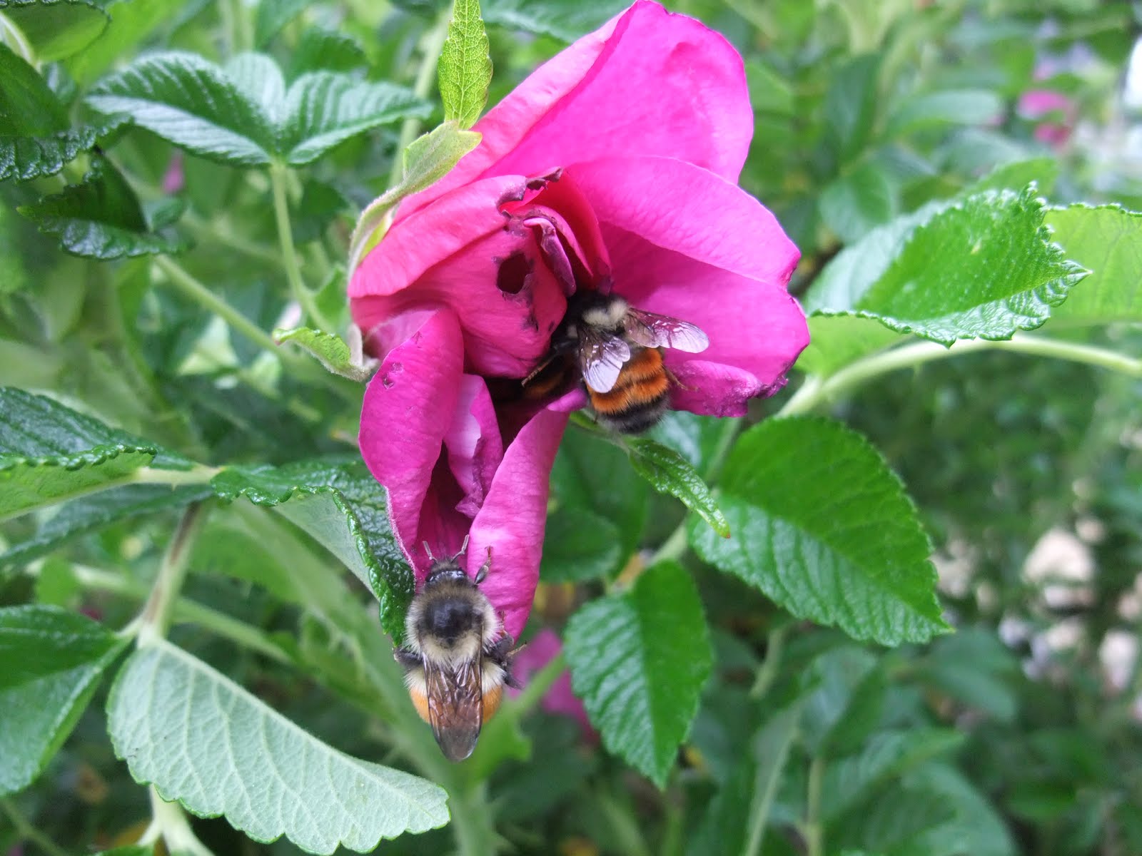 Beediverse.com: An amazing old fashioned rose, Quadra Island,BC