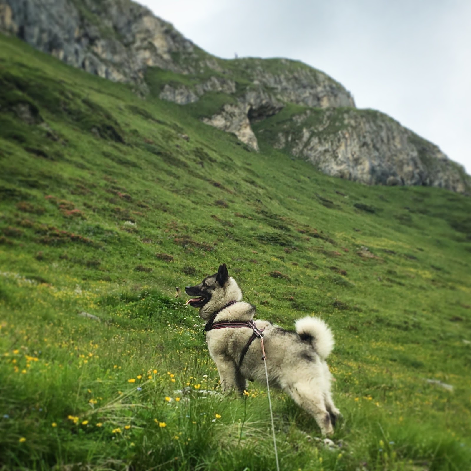 Elgseter: Alpemurmeldyr