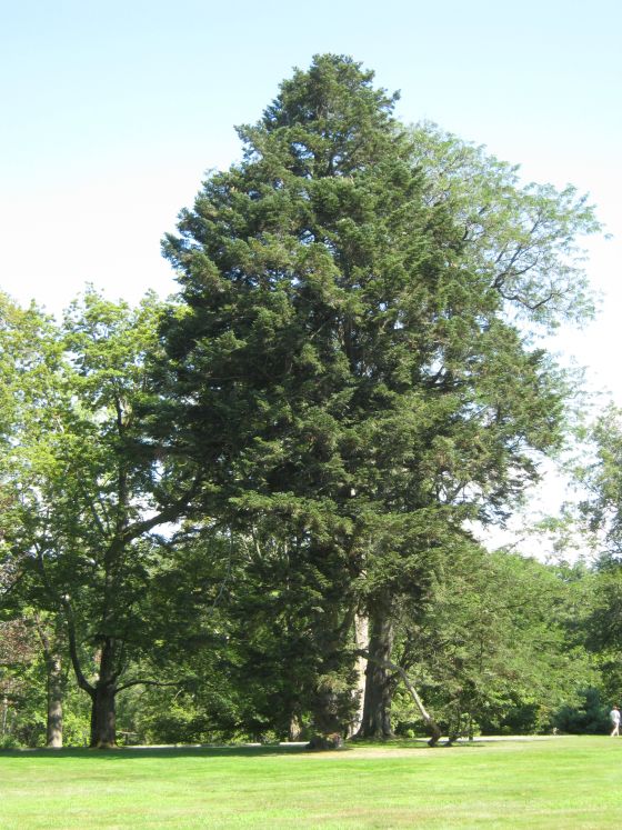 Future Plants by Randy Stewart: The Firs