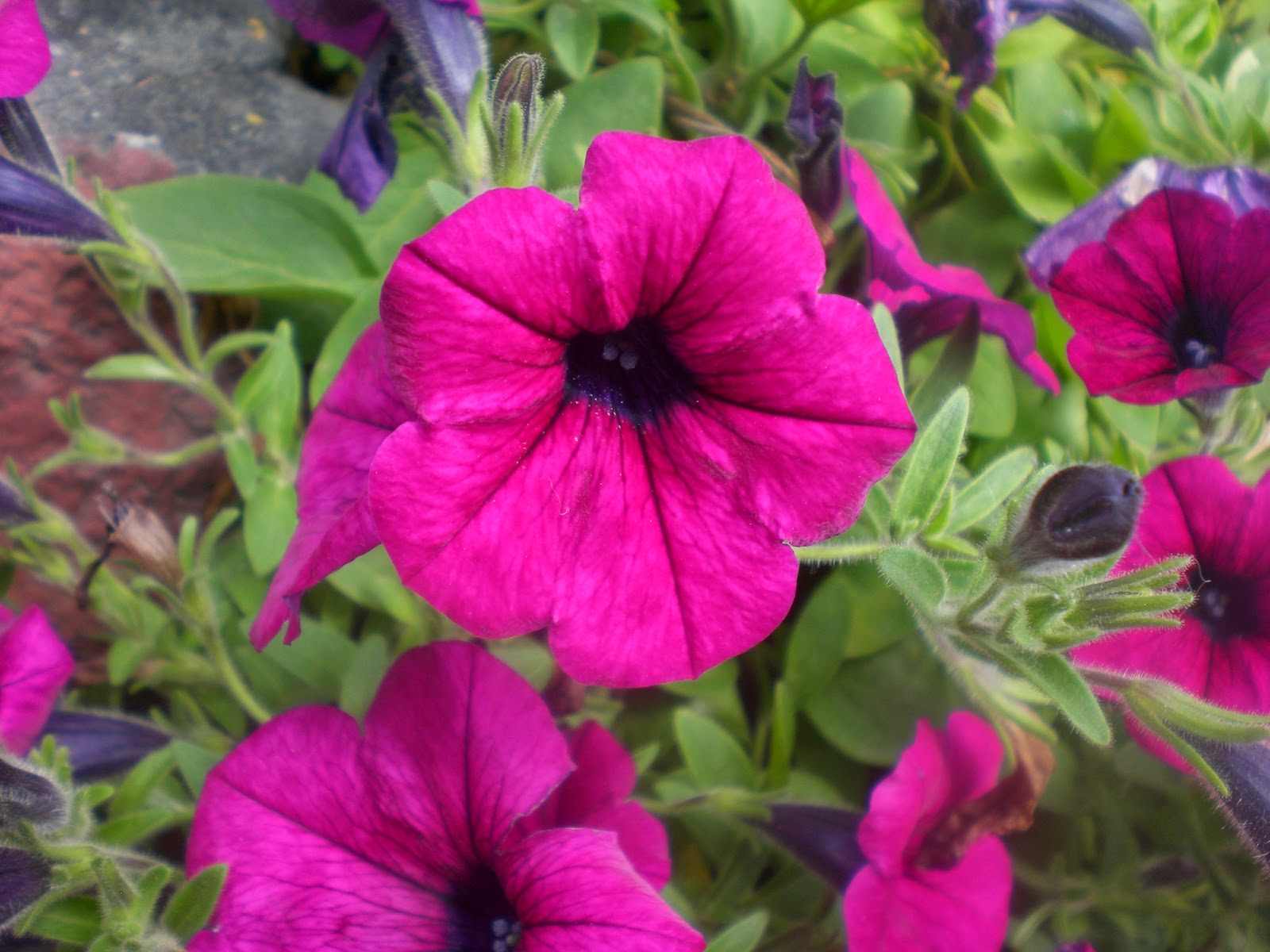 benjamín sandoval córdova