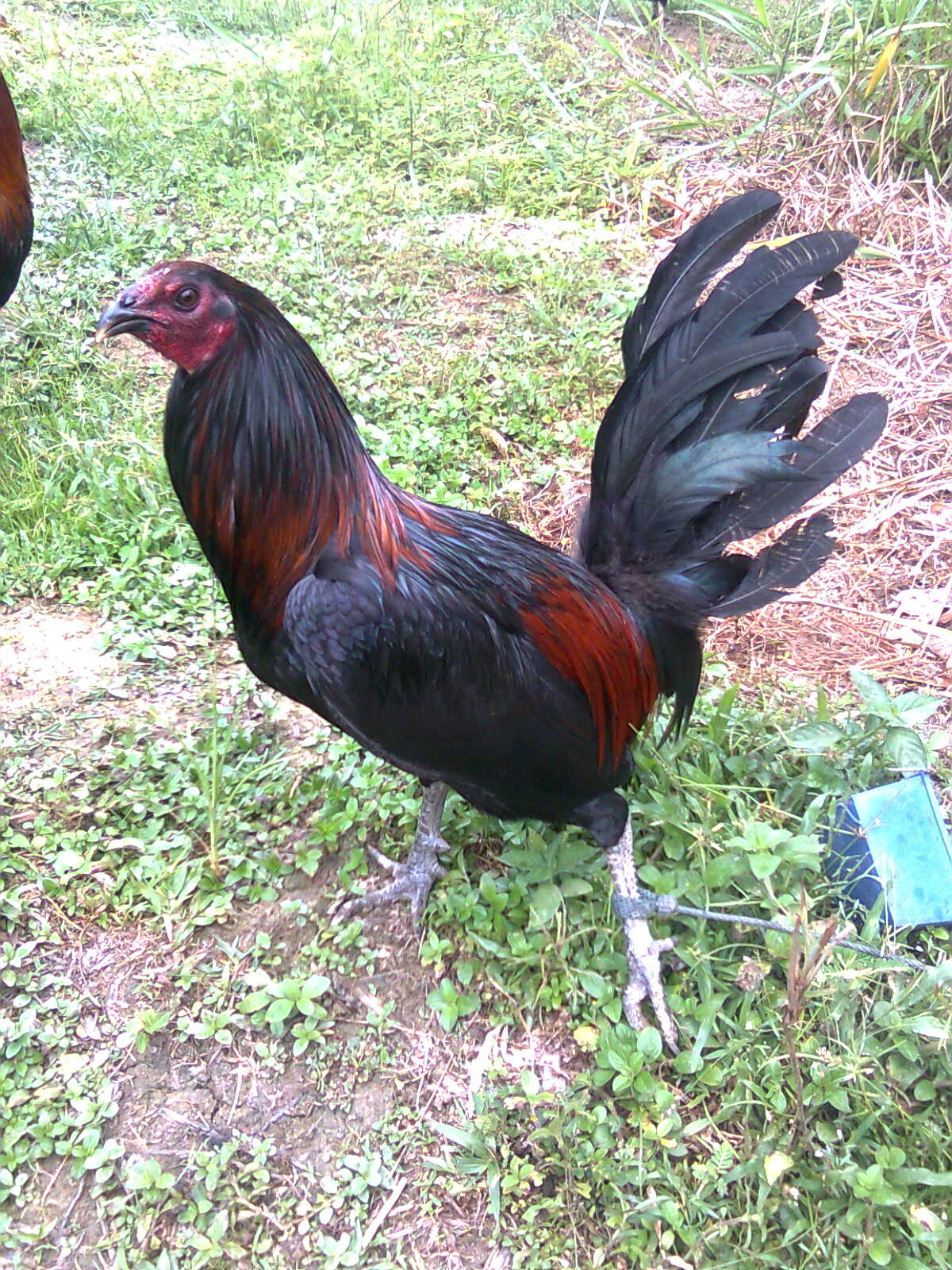Sarawak Gamefowl Farm: Battlefowl- Stag (17/7/11)