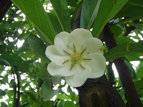 SS Moments: White Tree Flowers