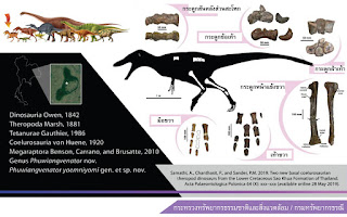 Species New to Science: [Paleontology • 2019] Phuwiangvenator ...
