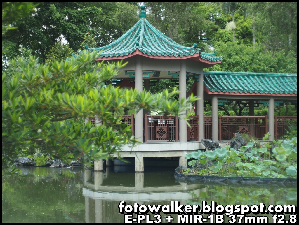 Foto Walker: 荷花@粉嶺康樂公園 Fanling Hong Lok Park