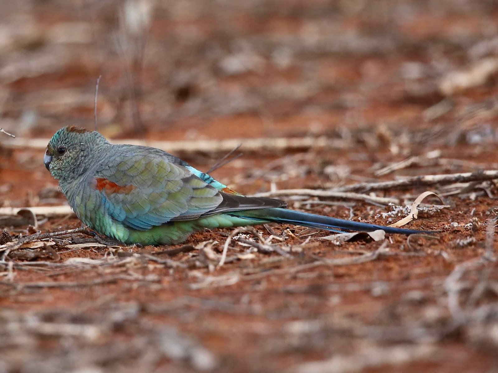 Avithera: Mulga Parrots