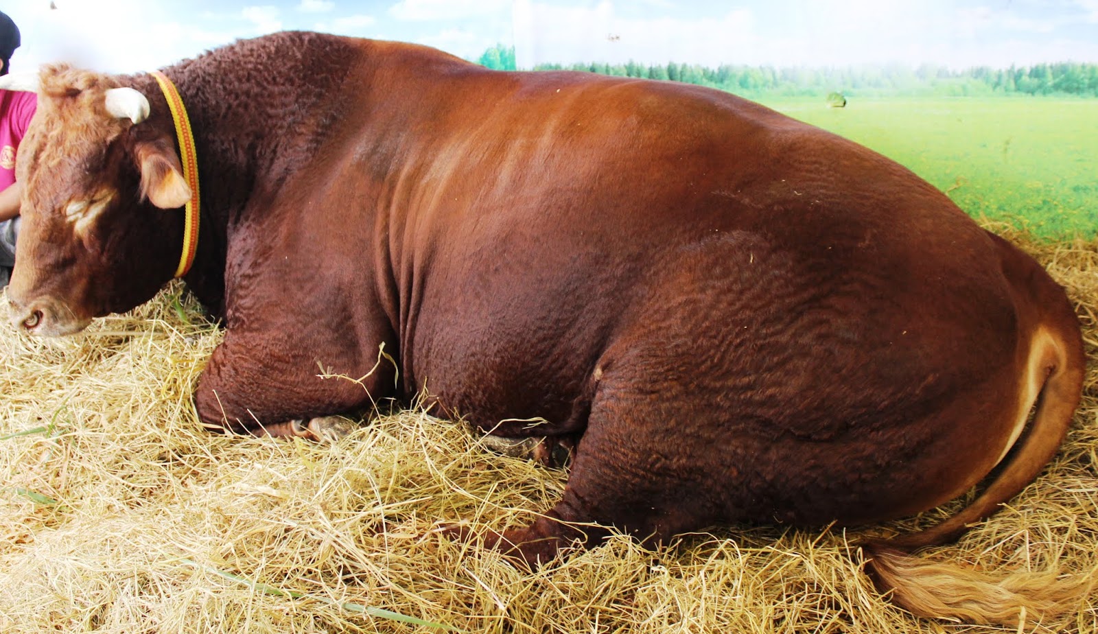 Atuk: MAHA 2018: LEMBU