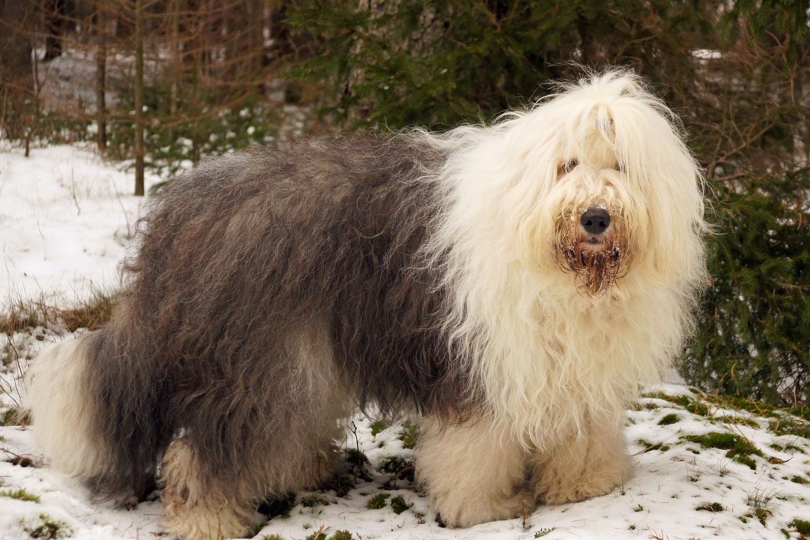 Our Bobtails: Bobtail von allen Seiten