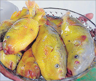 Pesta Ikan Buntal Betong: Latar Belakang Pesta Ikan Buntal