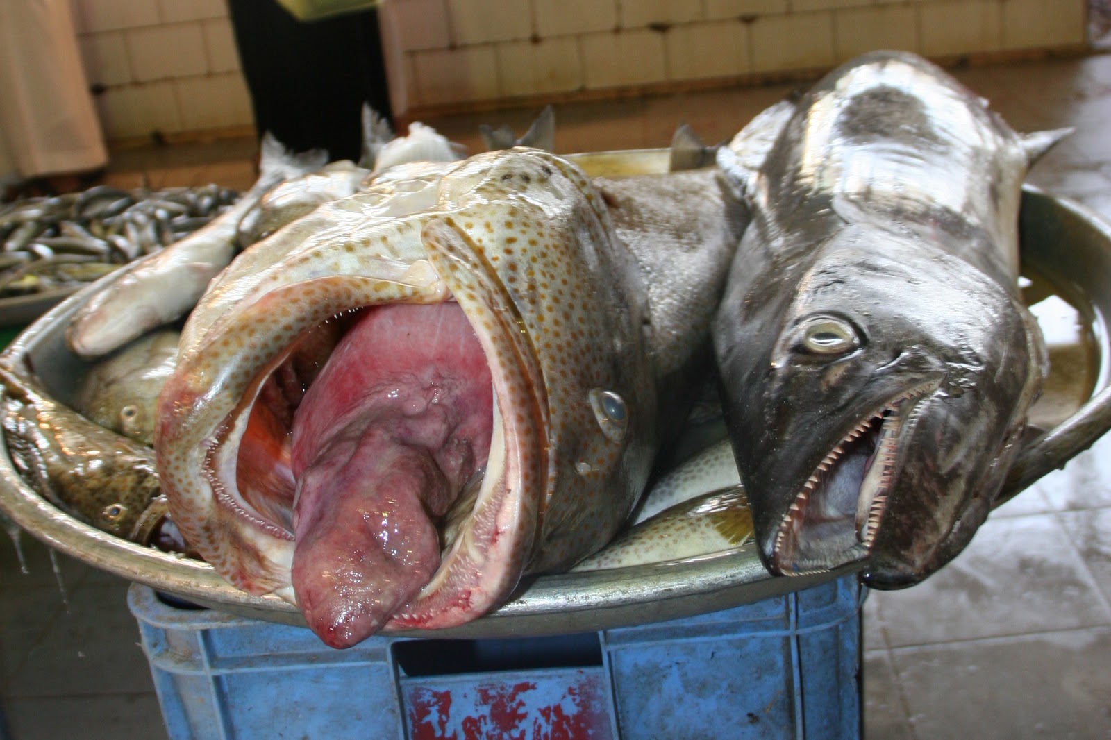 Saudi Scenes: Suq Al-Samak