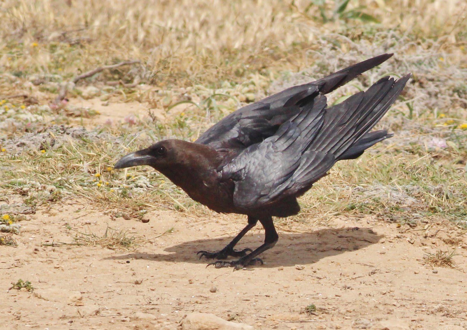 Biodiversity of Cyprus by NGO Protection of the Natural Heritage and ...