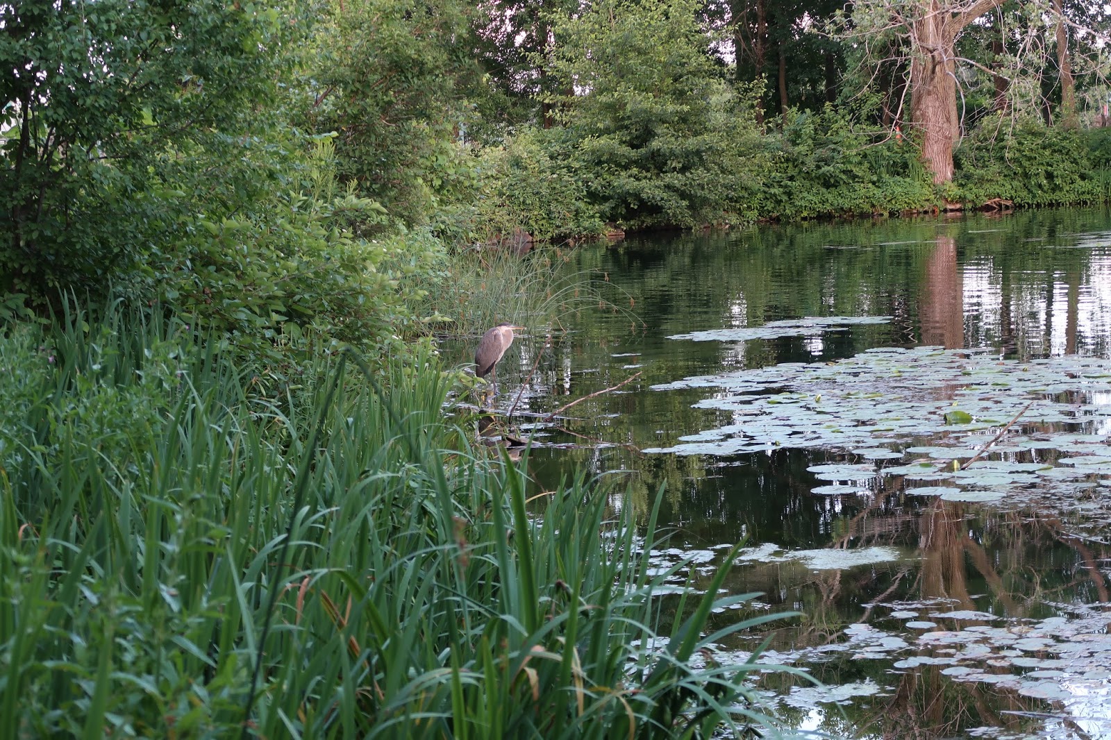 - POINTS OF VIEW _______________: THE MAGIC POND AT THE COTTAGE - 2017