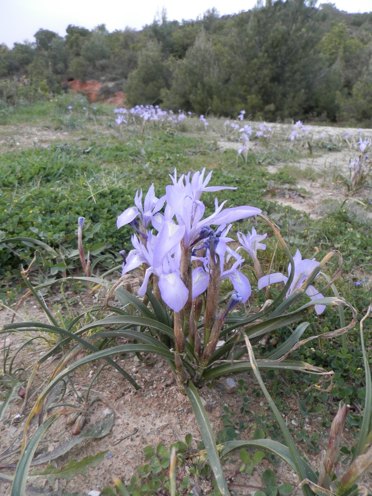 Ίρις το σισυριγχίον (Iris sisyrinchium)