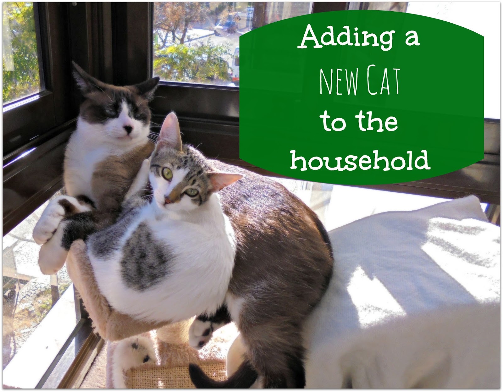 The Sweetest Pi: Introduzir um novo gato / Adding a new cat to the ...