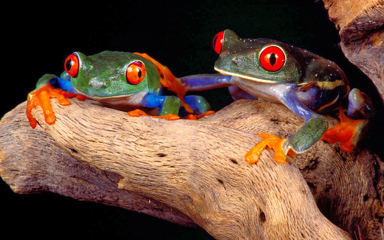 Common Frog HD Photos