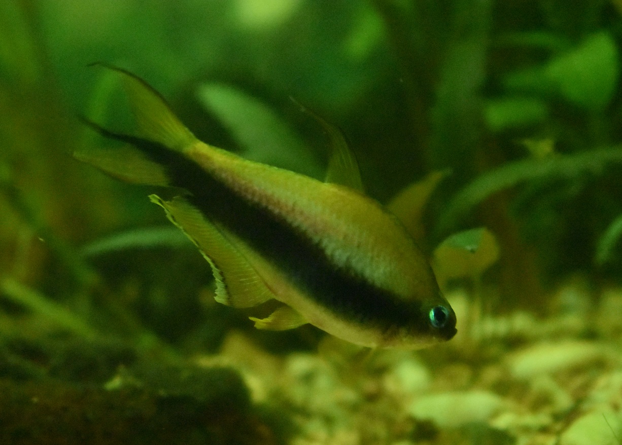 ZOOTOGRAFIANDO (6.100 ANIMALS): TETRA EMPERADOR / EMPEROR TETRA ...