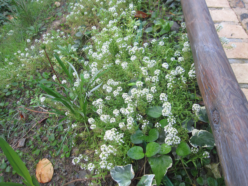 * ENTRE JARAS *: Aliso blanco en noviembre