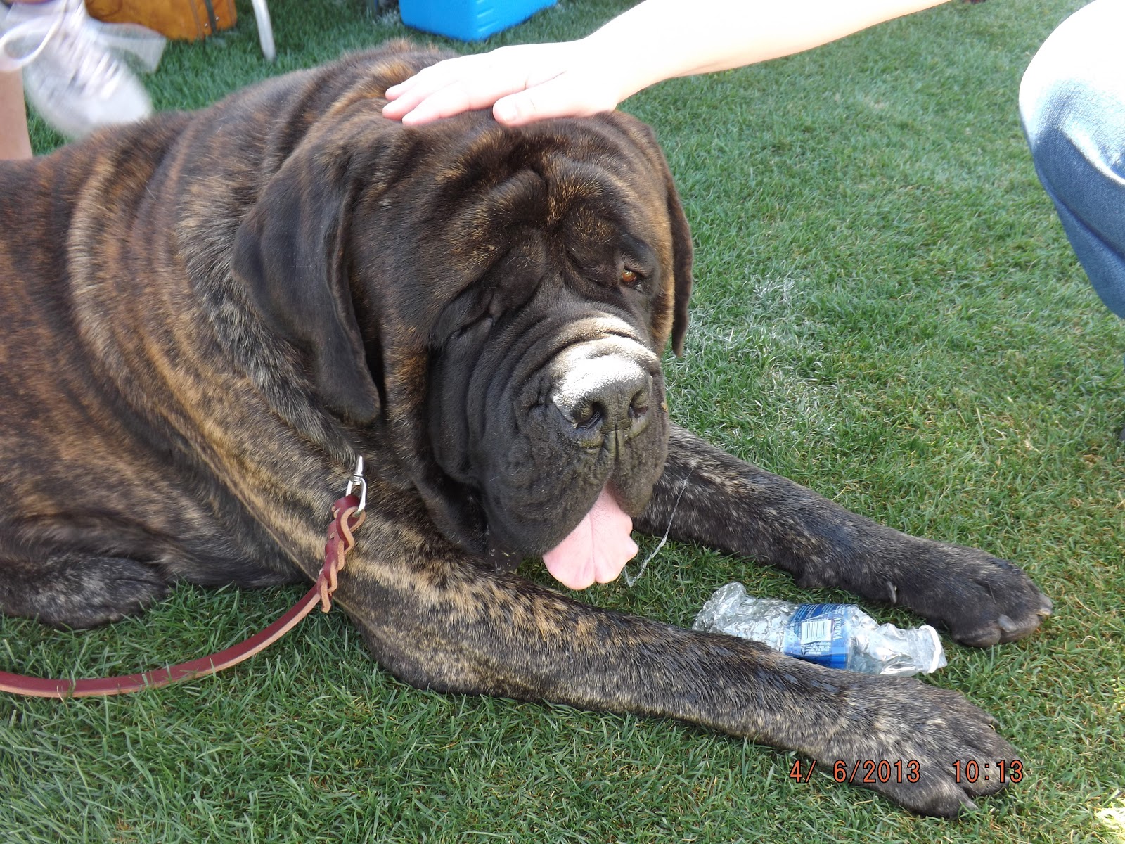 Up to Speed: Kachina Kennel Dog Show Sprin 2013