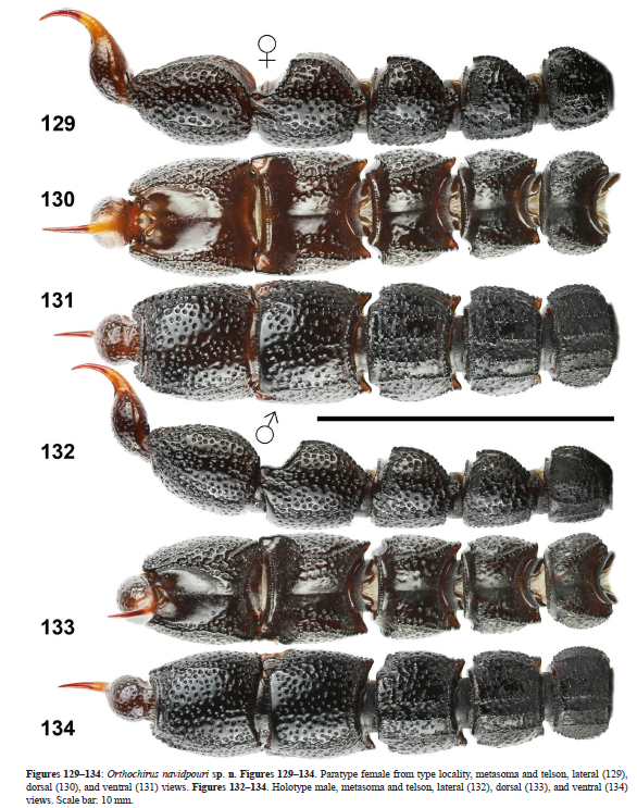 The Scorpion Files Newsblog: New Orthochirus species from The Middle East